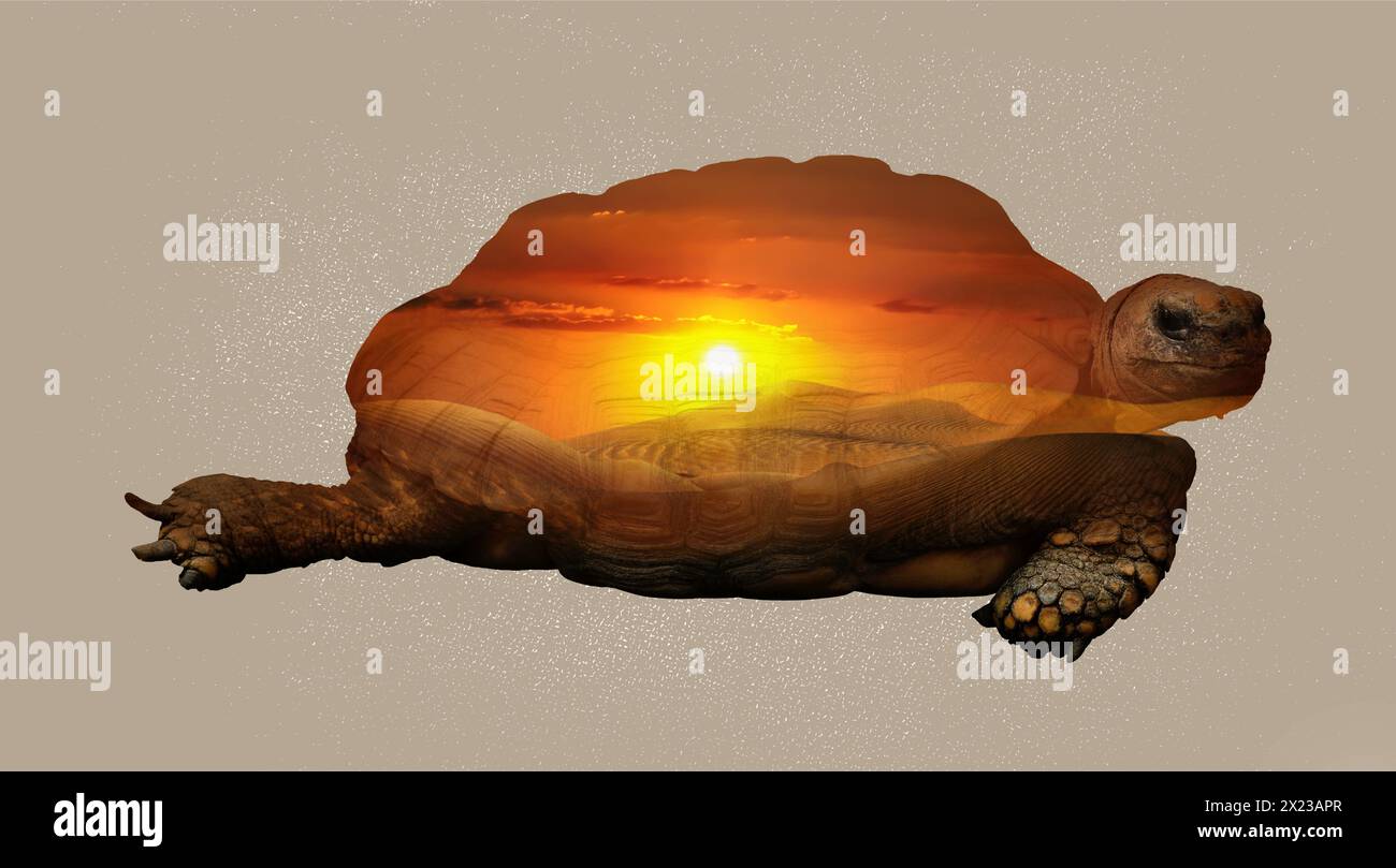 Double exposure of tortoise and sandy desert. Banner design Stock Photo ...