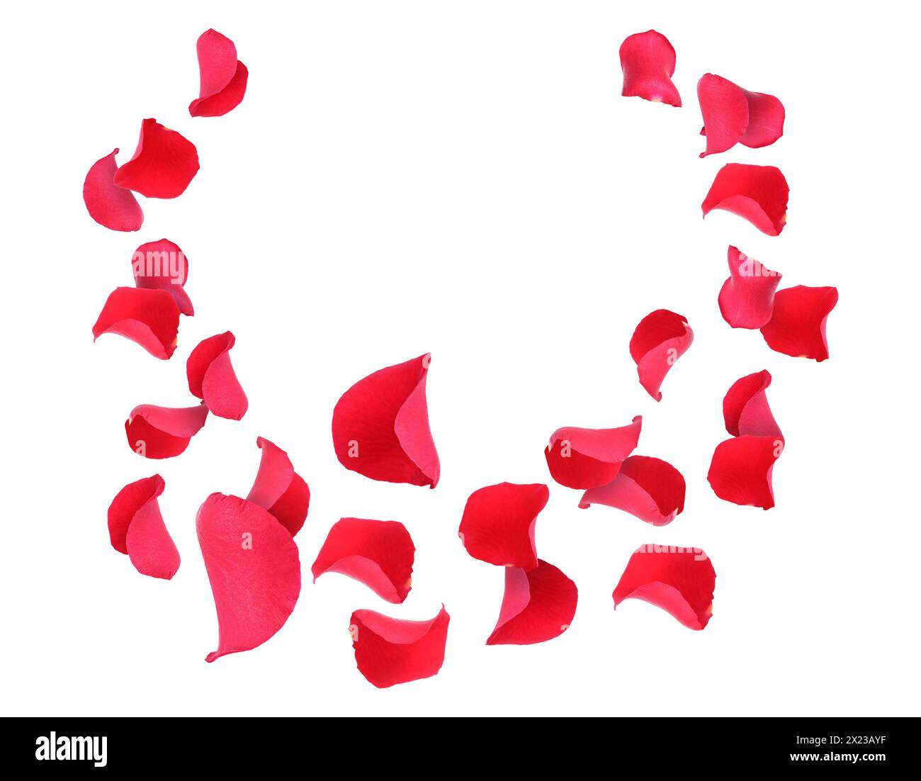 Beautiful rose petals flying on white background Stock Photo - Alamy