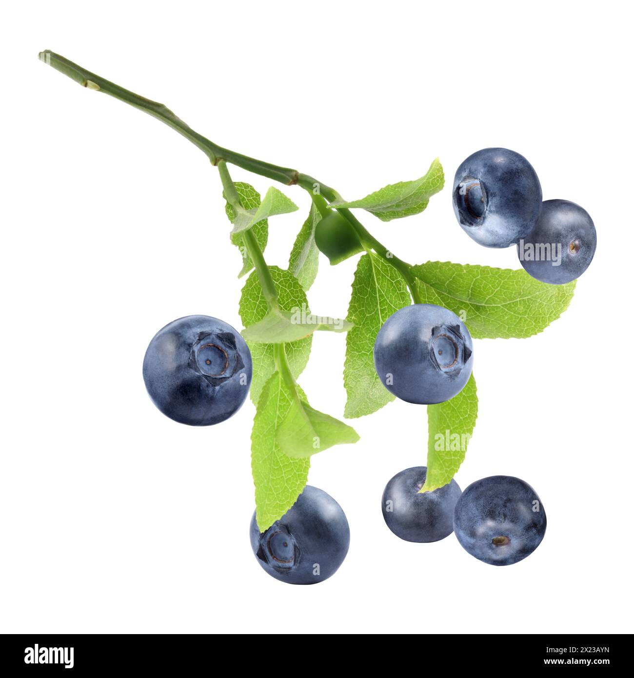 Fresh ripe bilberries and green leaves falling on white background ...