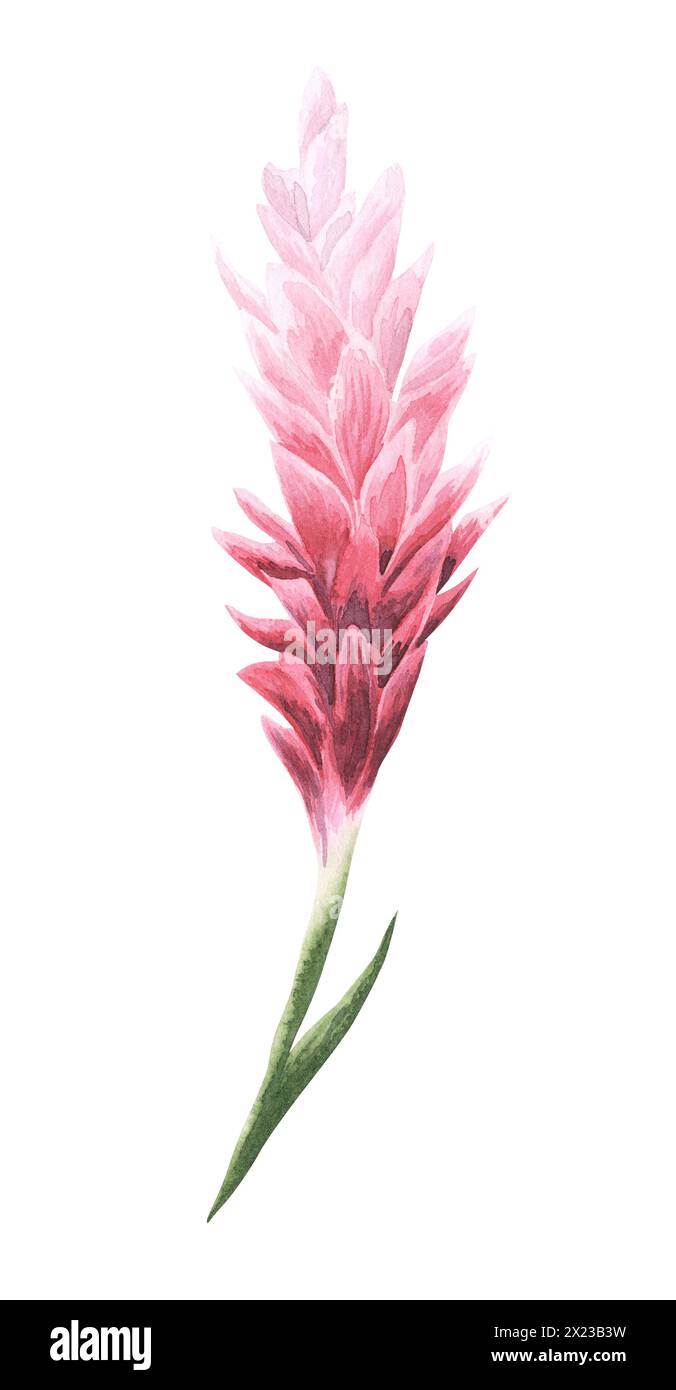 Two isolated red ginger flowers. Beautiful botanical illustrations ...