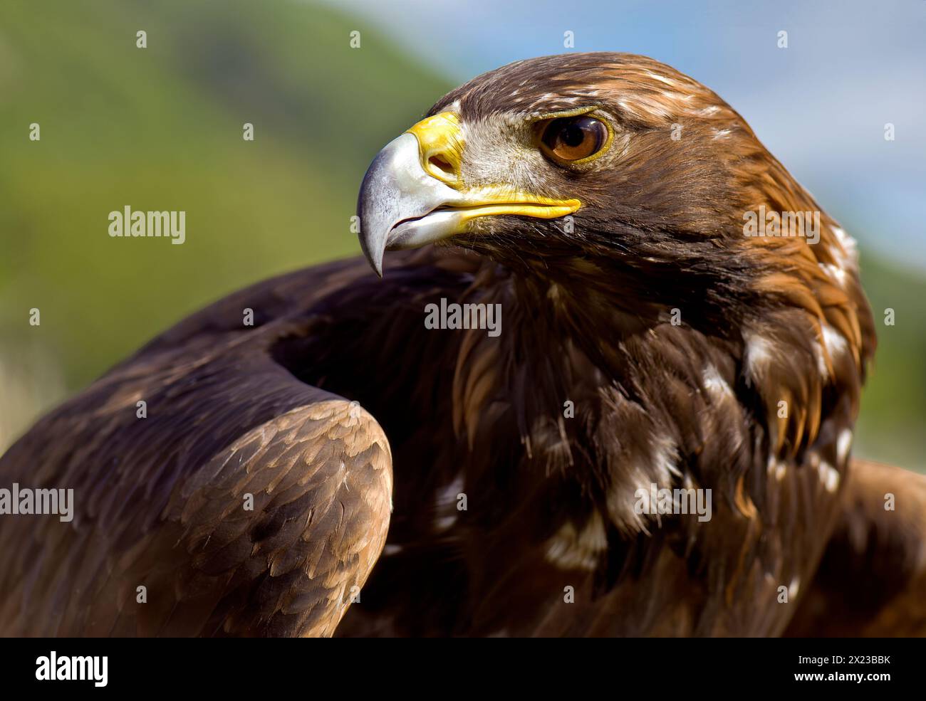 Close up shot of Golden Eagle taken in Scotland near Loch Lomond Stock ...