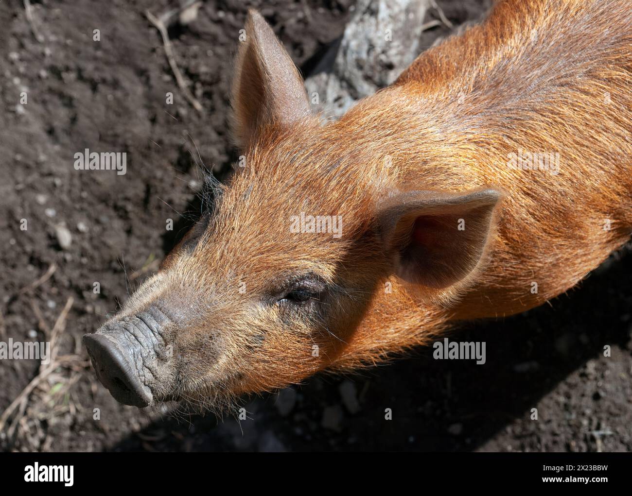 Clsoe up head shot of Kune kune cross young pig in field, taken from ...
