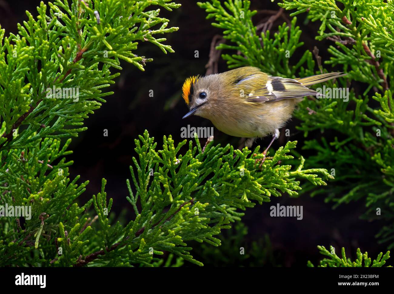 Golden yellow garden conifers hi-res stock photography and images - Alamy