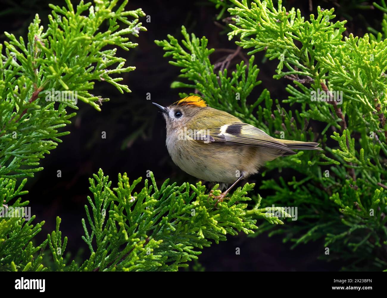 Golden yellow garden conifers hi-res stock photography and images - Alamy