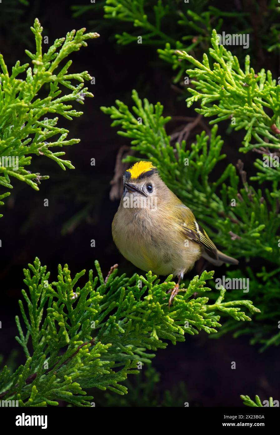 Goldcrest, or Golden Crowned Kinglet in Conifer tree Stock Photo - Alamy