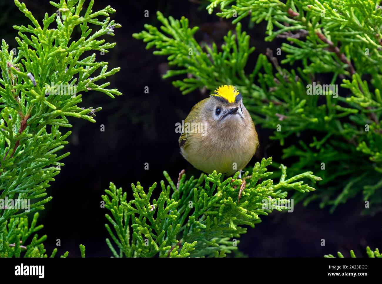 Goldcrest, or Golden Crowned Kinglet in Conifer tree Stock Photo - Alamy
