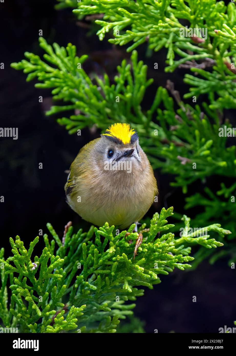 Golden yellow garden conifers hi-res stock photography and images - Alamy