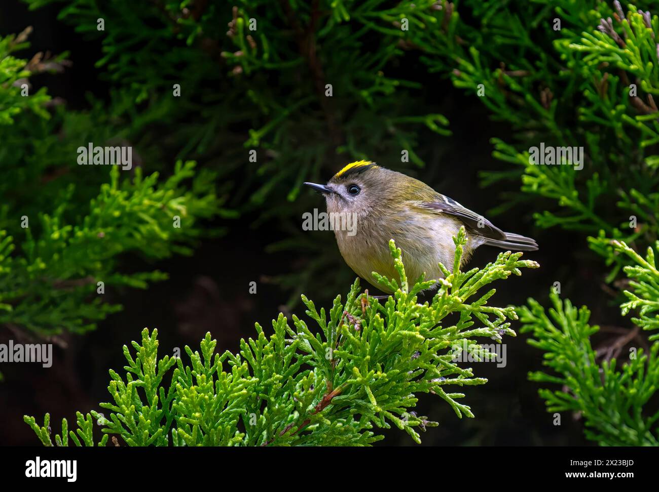 Goldcrest, or Golden Crowned Kinglet in Conifer tree Stock Photo - Alamy