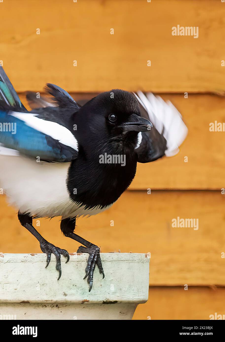 Magpie taking off hi-res stock photography and images - Alamy