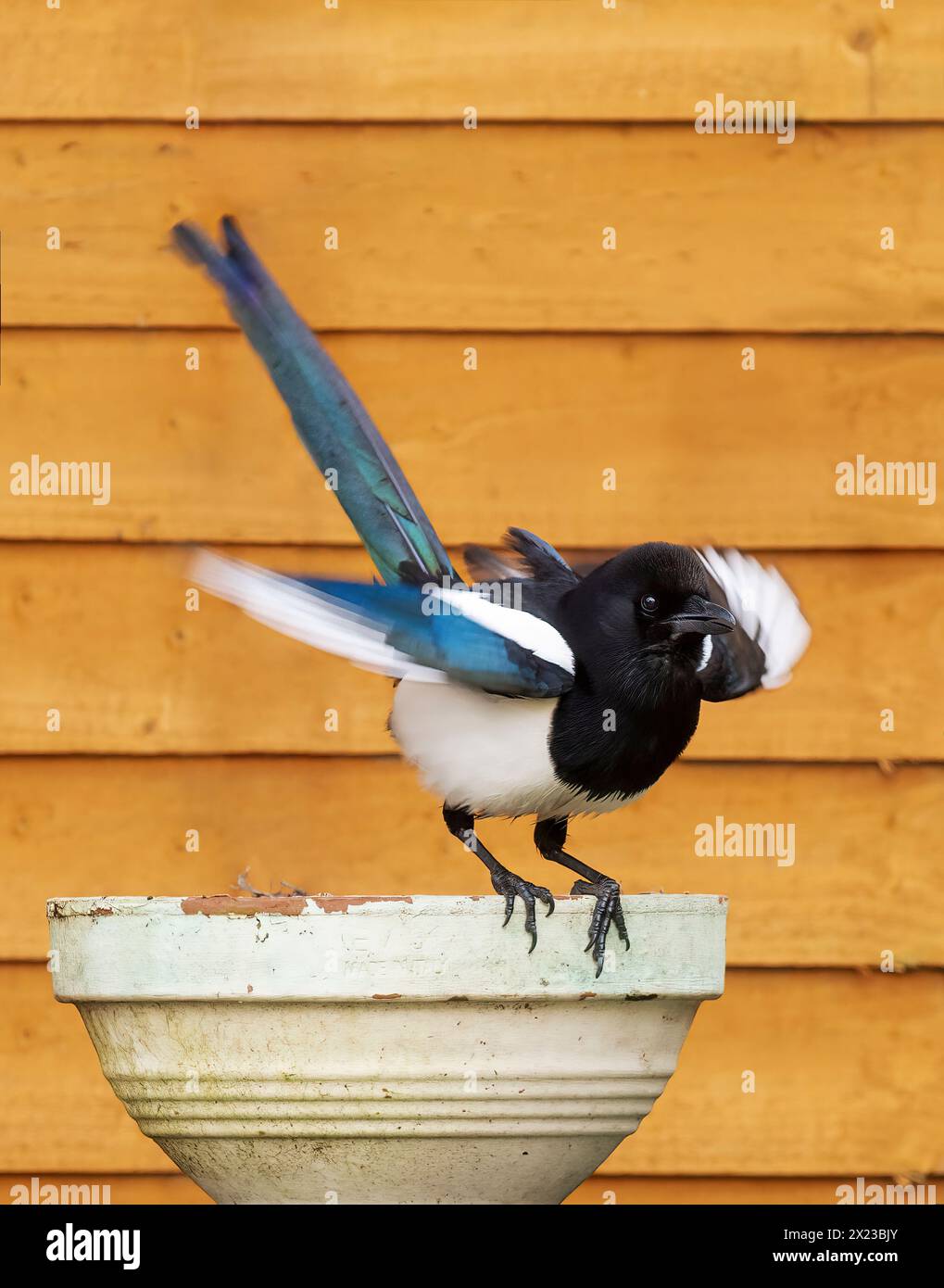 Magpie taking off hi-res stock photography and images - Alamy