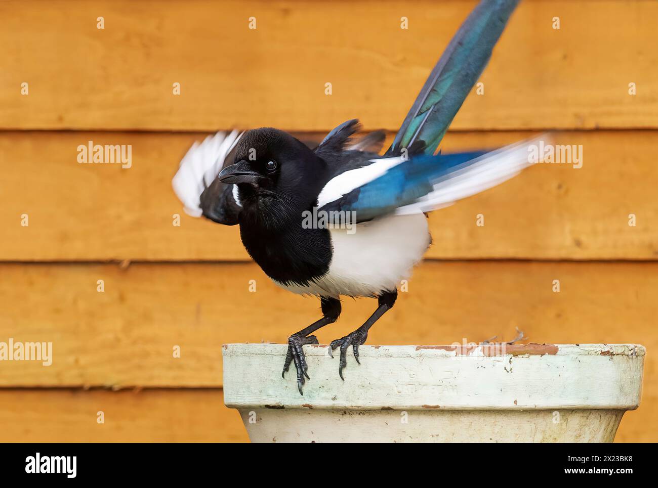 Garden bird behavior hi-res stock photography and images - Alamy