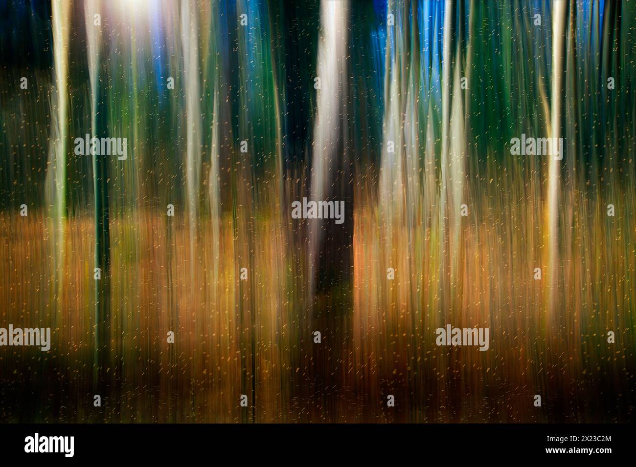 Fireflies in the woods hi-res stock photography and images - Alamy