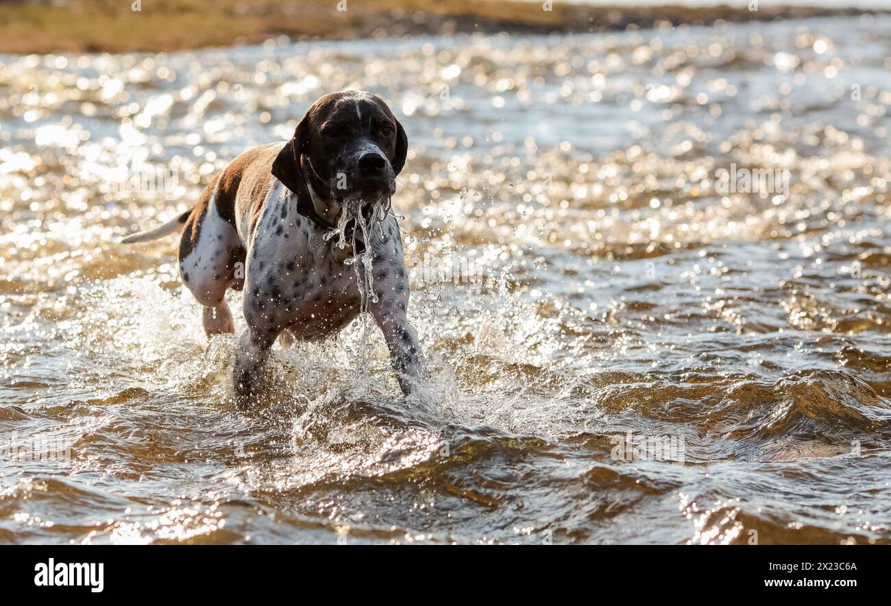 Spring in the air, dog english pointer running in the water Stock Photo ...