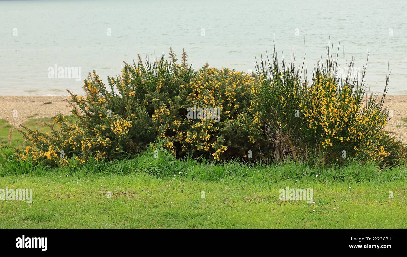 English sea life hi-res stock photography and images - Alamy