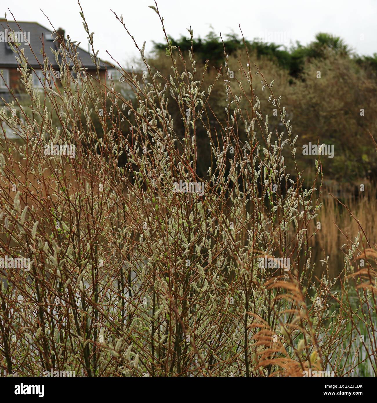 New growth in spring. A wild bush growing among the foliage and reeds ...