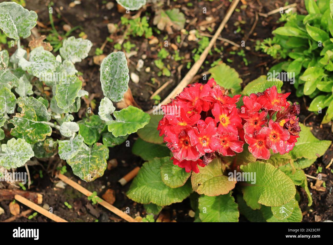 Wild primroses uk hi-res stock photography and images - Alamy
