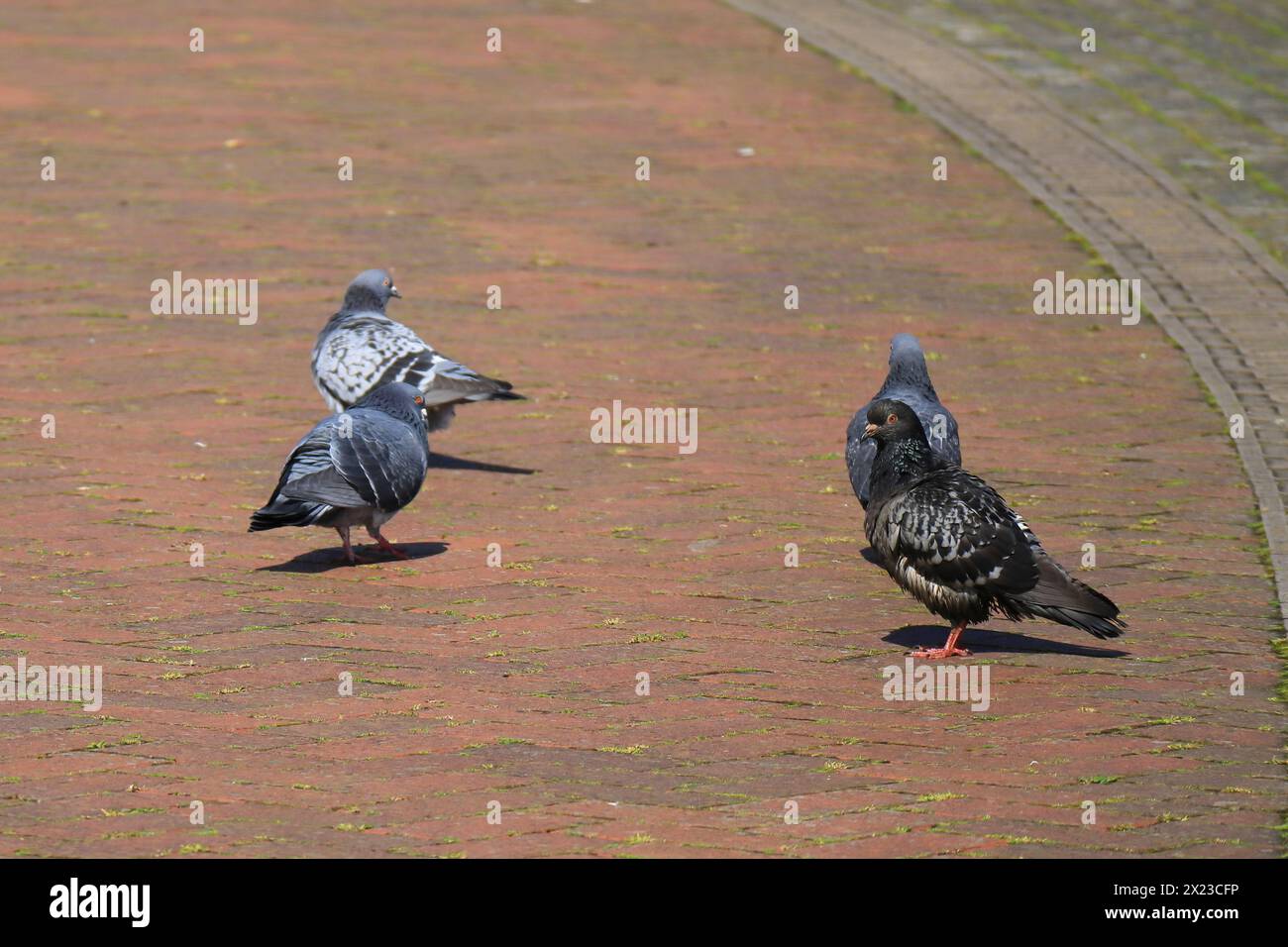 A group of four wild pigeons foraging on hard ground. Shadows Stock ...