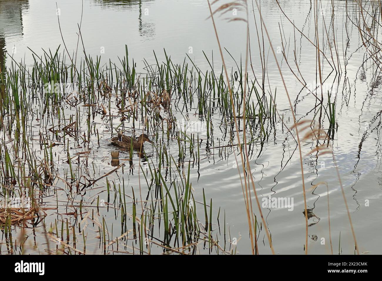 Female mallard duck 2024 hi-res stock photography and images - Alamy