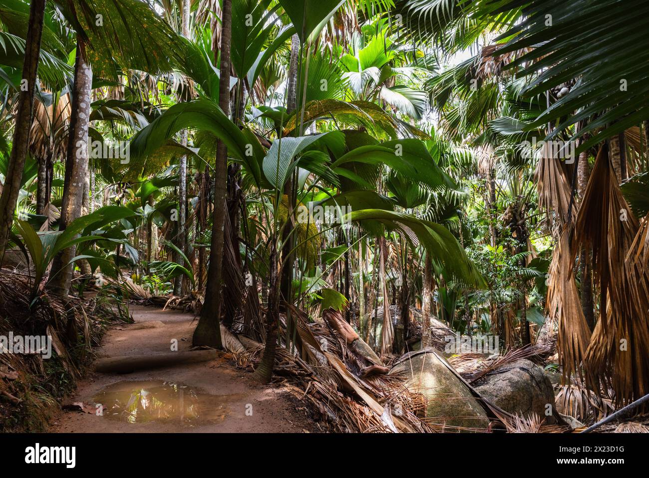 A trail goes through the palm forest. Natural reserve park, Vallee de ...
