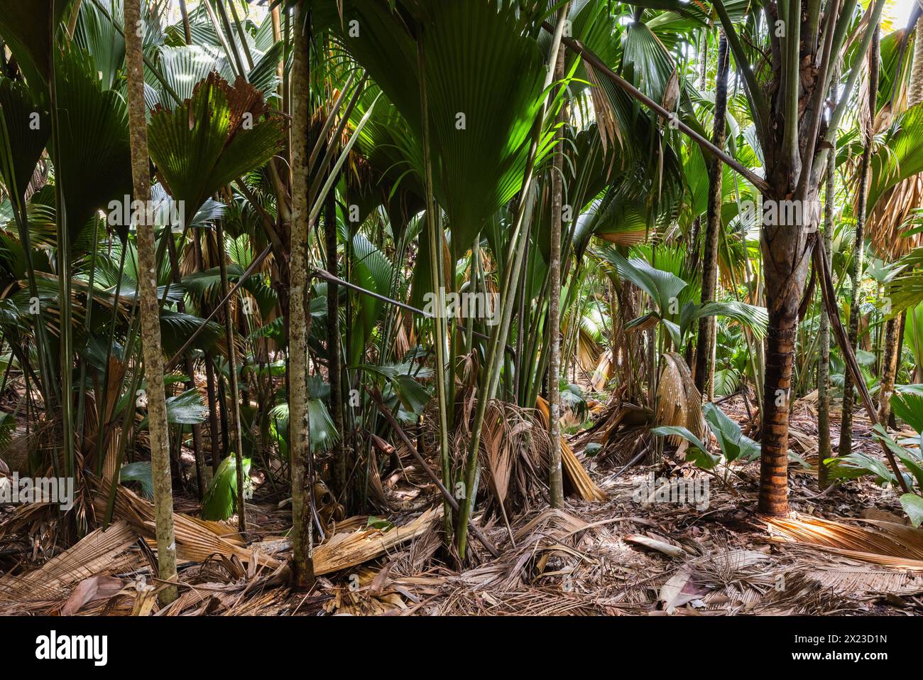 Natural landscape of palm trees forest of Vallee de Mai, Praslin island ...