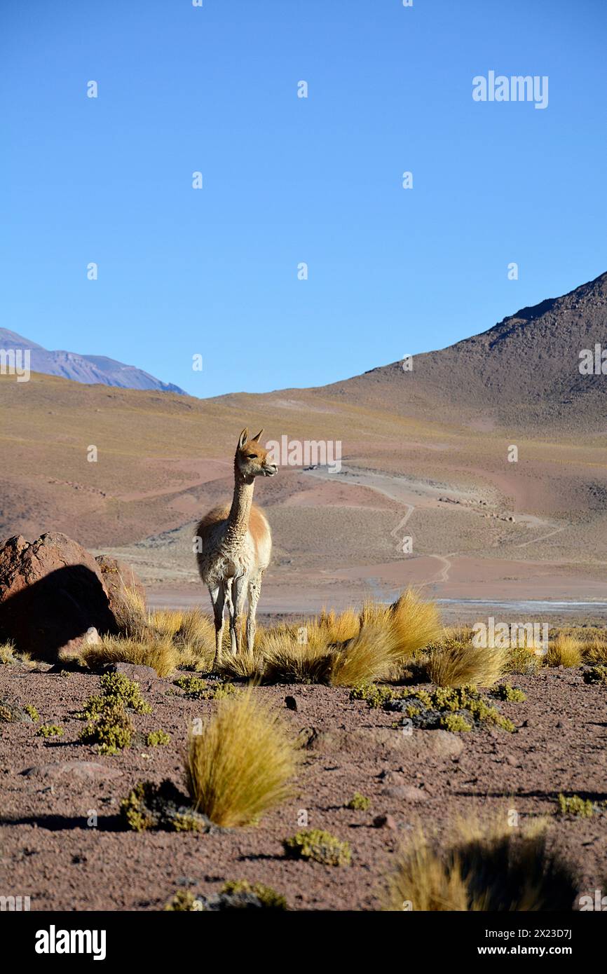Chile; northern Chile; Antofagasta Region; Atacama Desert; curious ...