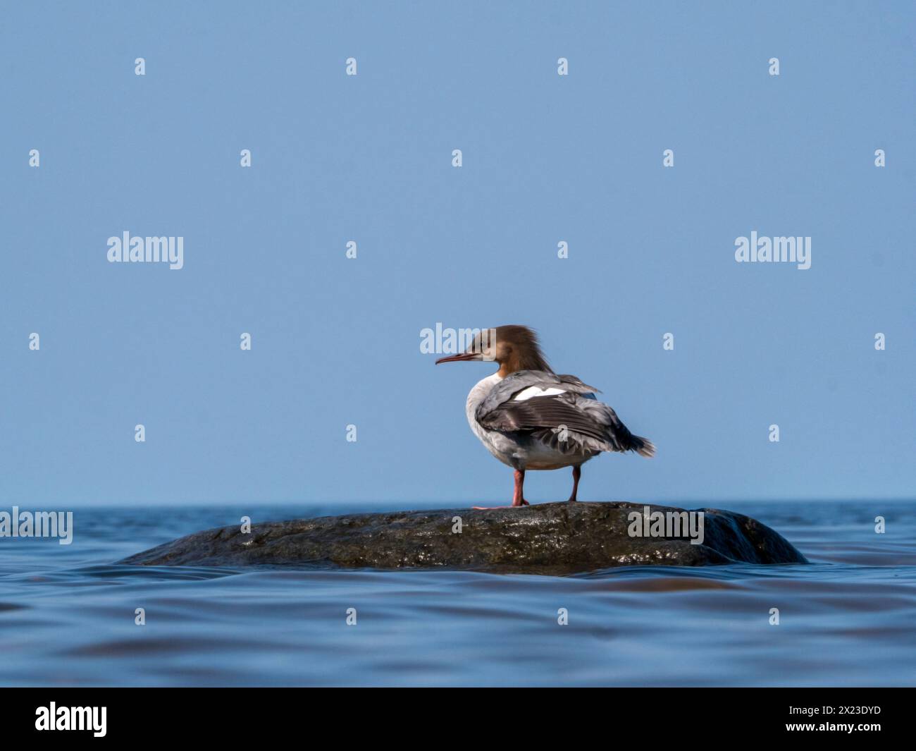 Hailuoto's beautiful nature and details. Hailuoto, Finland Stock Photo ...