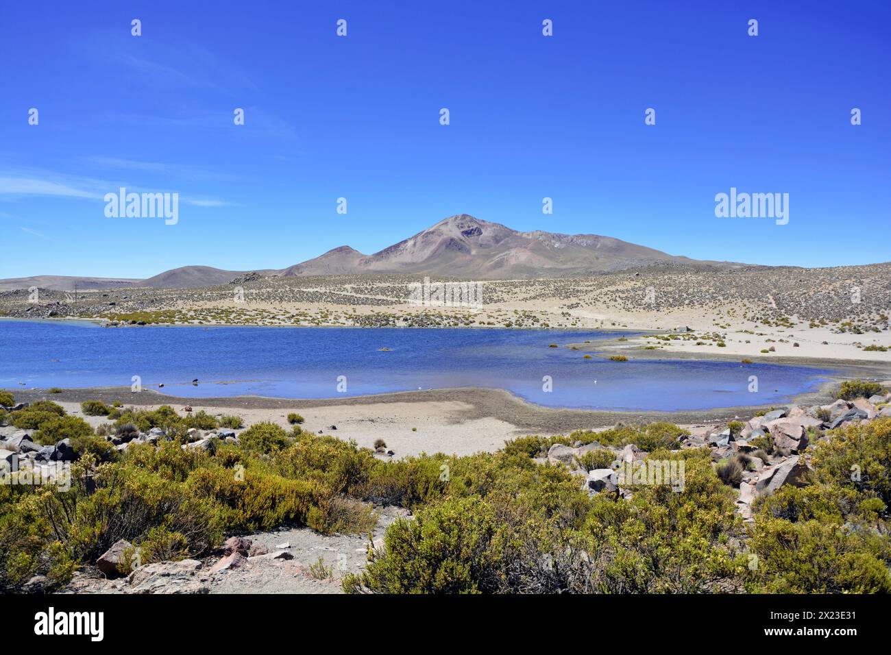 Chile; Northern Chile; Arica y Parinacota Region; Lauca National Park ...