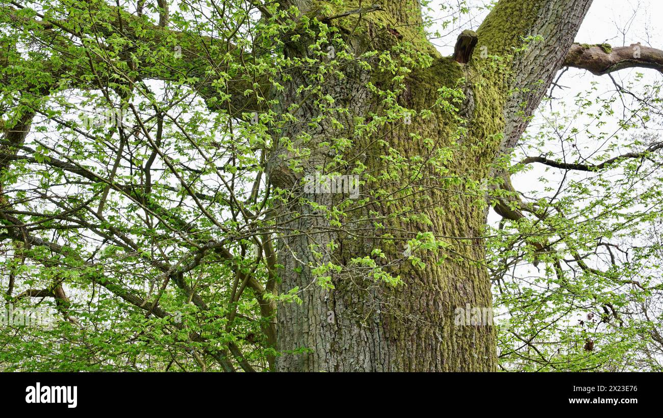 An old oak, young fresh leaves from a beech tree Stock Photo - Alamy