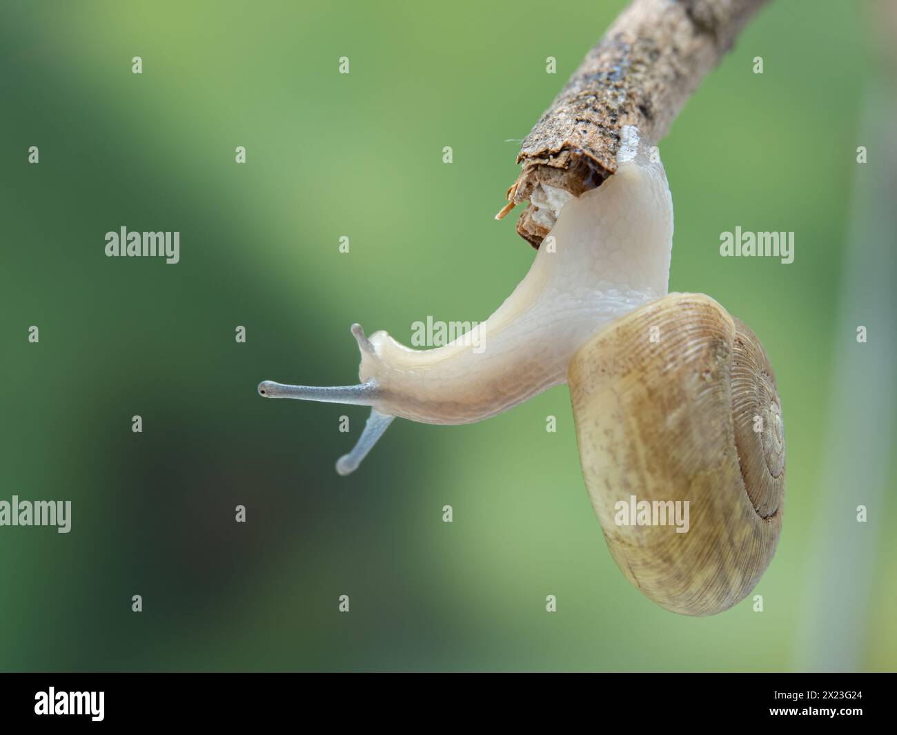 a terrestrial forest snail (Aegopinella nitidula), hanging upside-down ...