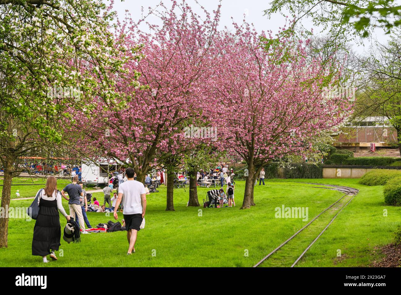 Spring cherry blossom at Gruga, Grugapark, central park in Essen, North ...