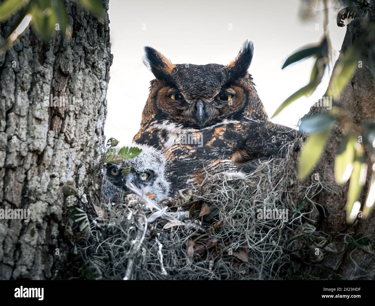 Nestling great horned owlet hi-res stock photography and images - Alamy