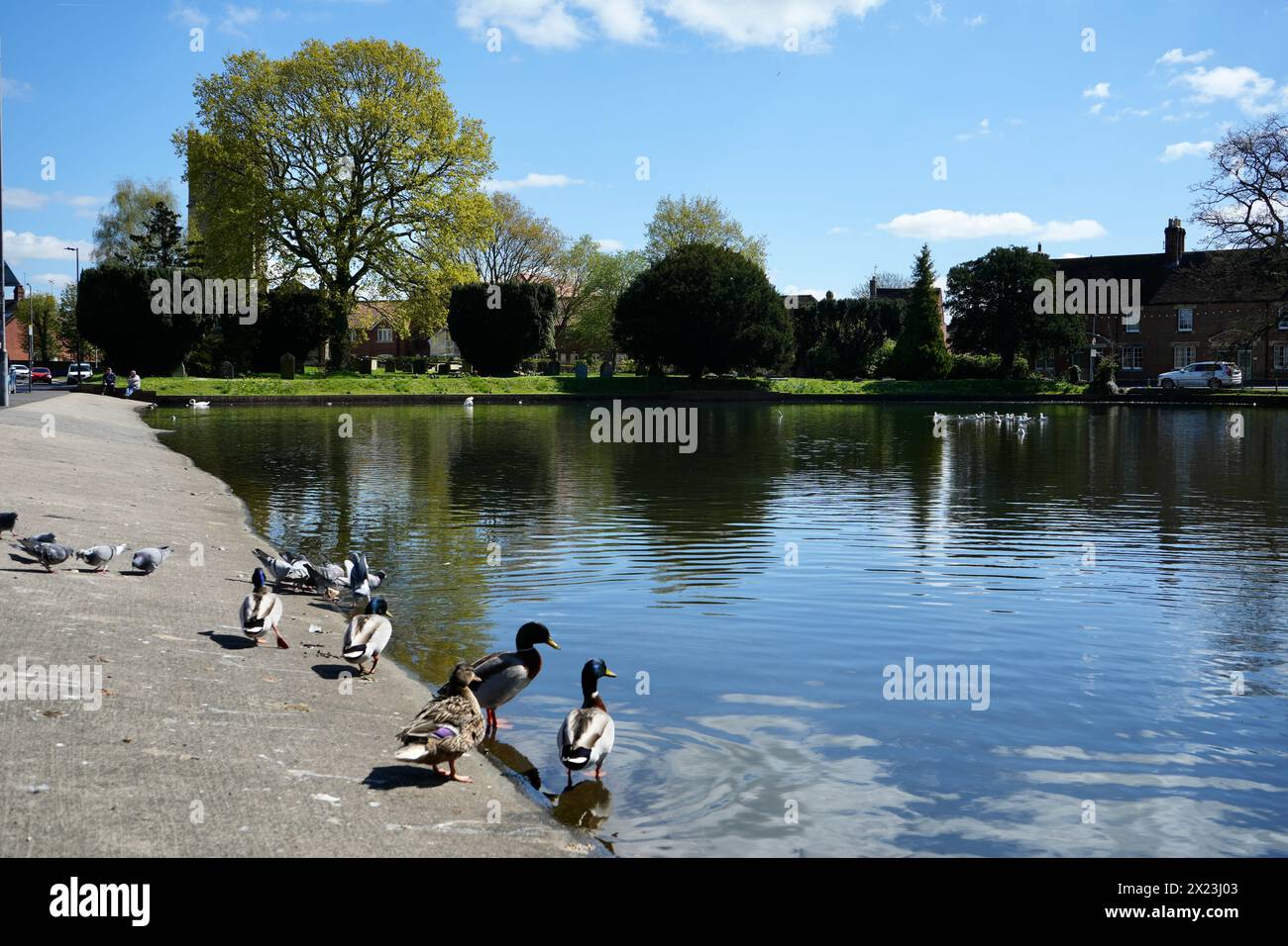 The pond known as The Crammer, claimed to be site of the 18th-century ...