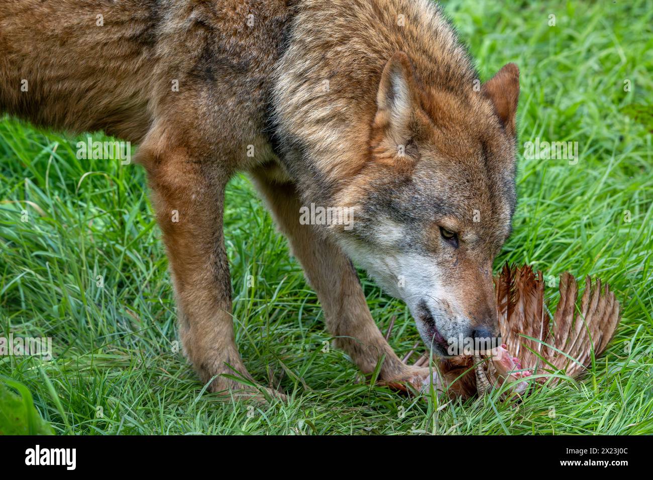Eurasian wolf (Canis lupus lupus) close-up of grey wolf eating killed ...