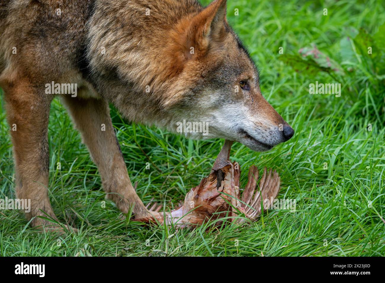 Eurasian wolf (Canis lupus lupus) close-up of grey wolf eating caught ...