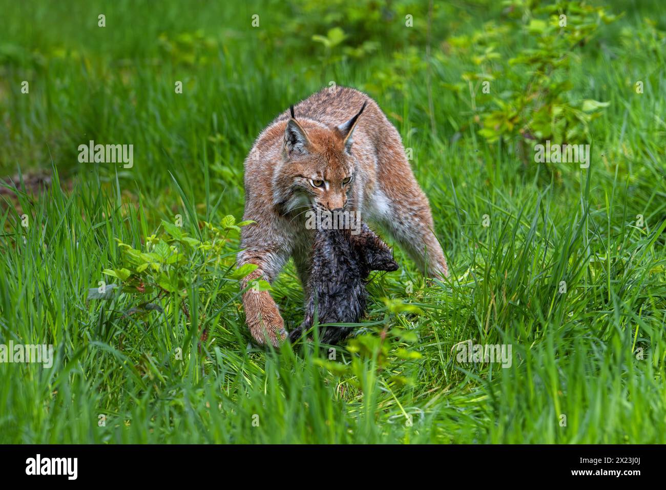 Hunting Eurasian lynx (Lynx lynx) walking with killed muskrat (Ondatra ...