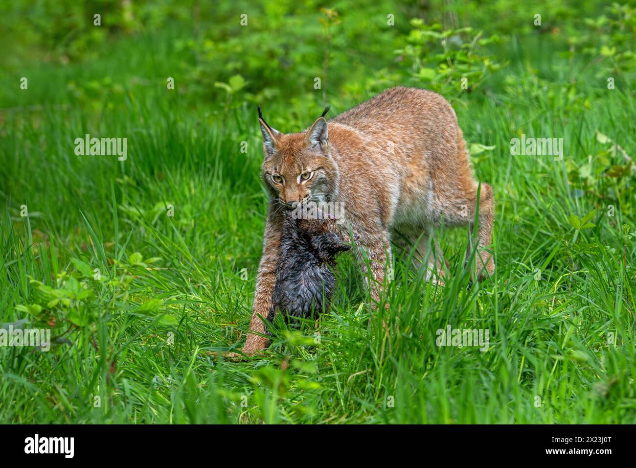 Hunting Eurasian lynx (Lynx lynx) walking with killed muskrat (Ondatra ...
