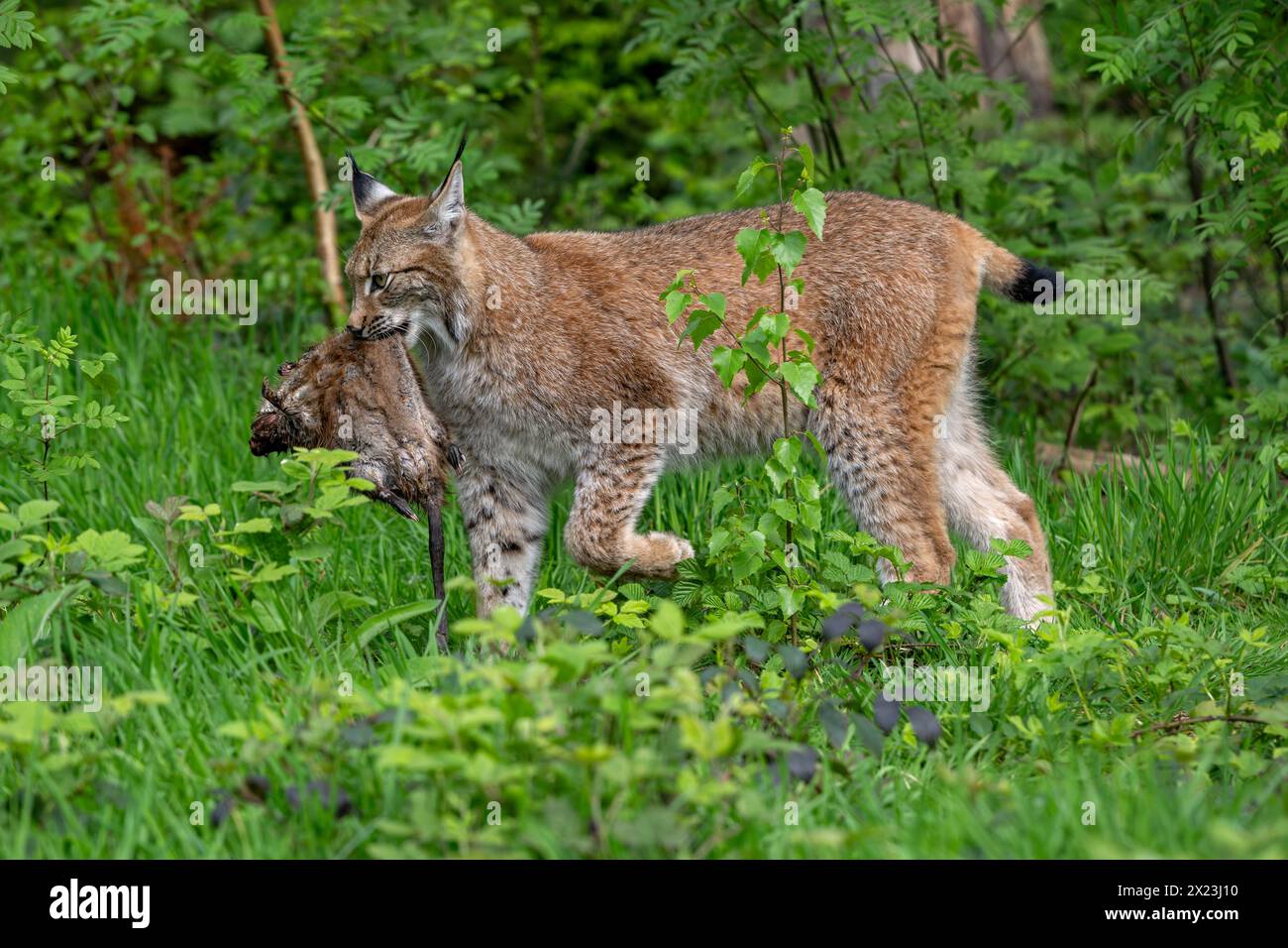 Hunting Eurasian lynx (Lynx lynx) walking with caught muskrat (Ondatra ...