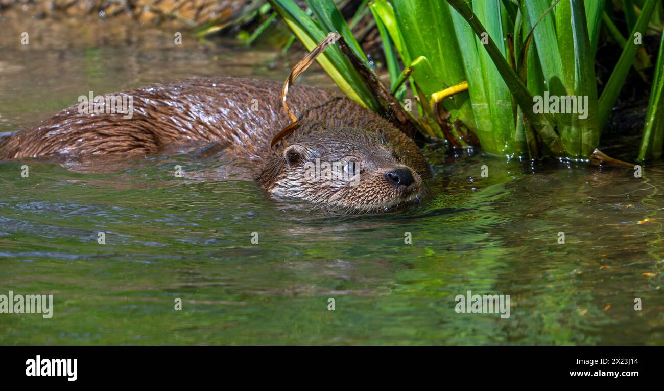 Eurasian otter / European river otter (Lutra lutra) stalking water bird ...