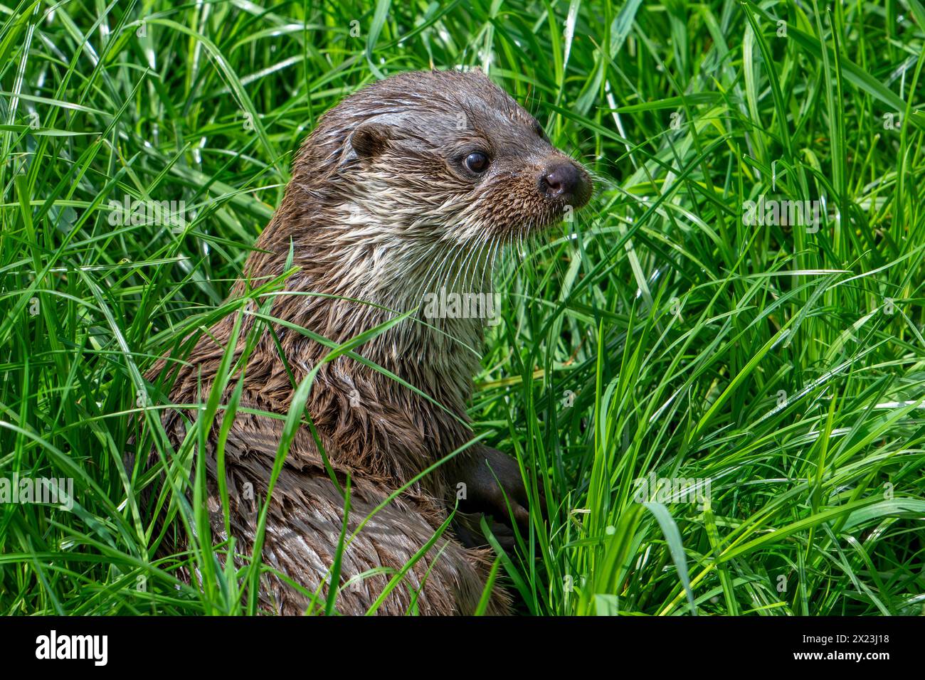Cute Eurasian otter / European river otter (Lutra lutra) resting in meadow on river bank ...