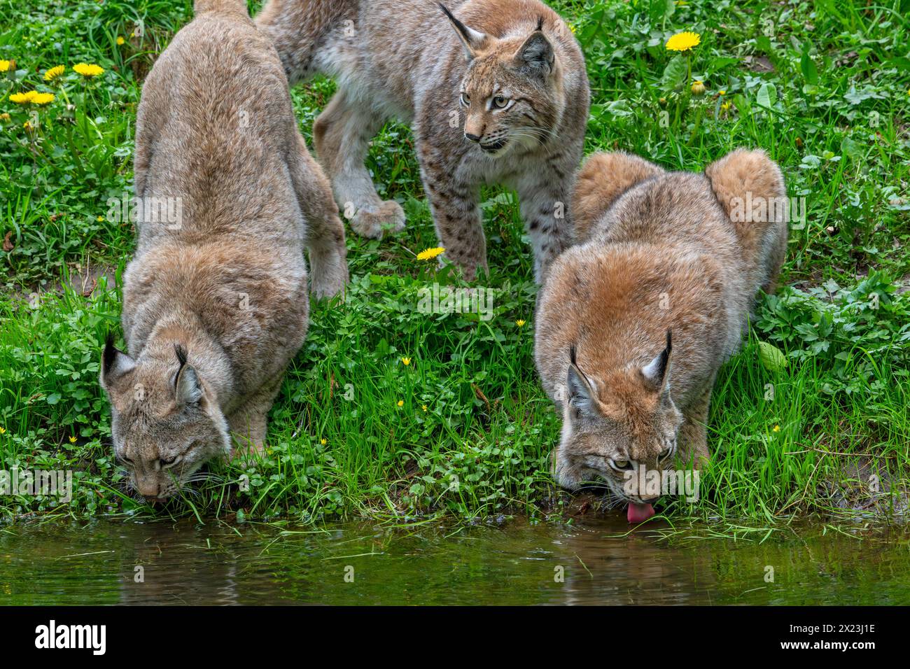 Three Eurasian lynxes (Lynx lynx) adult with two juveniles drinking ...