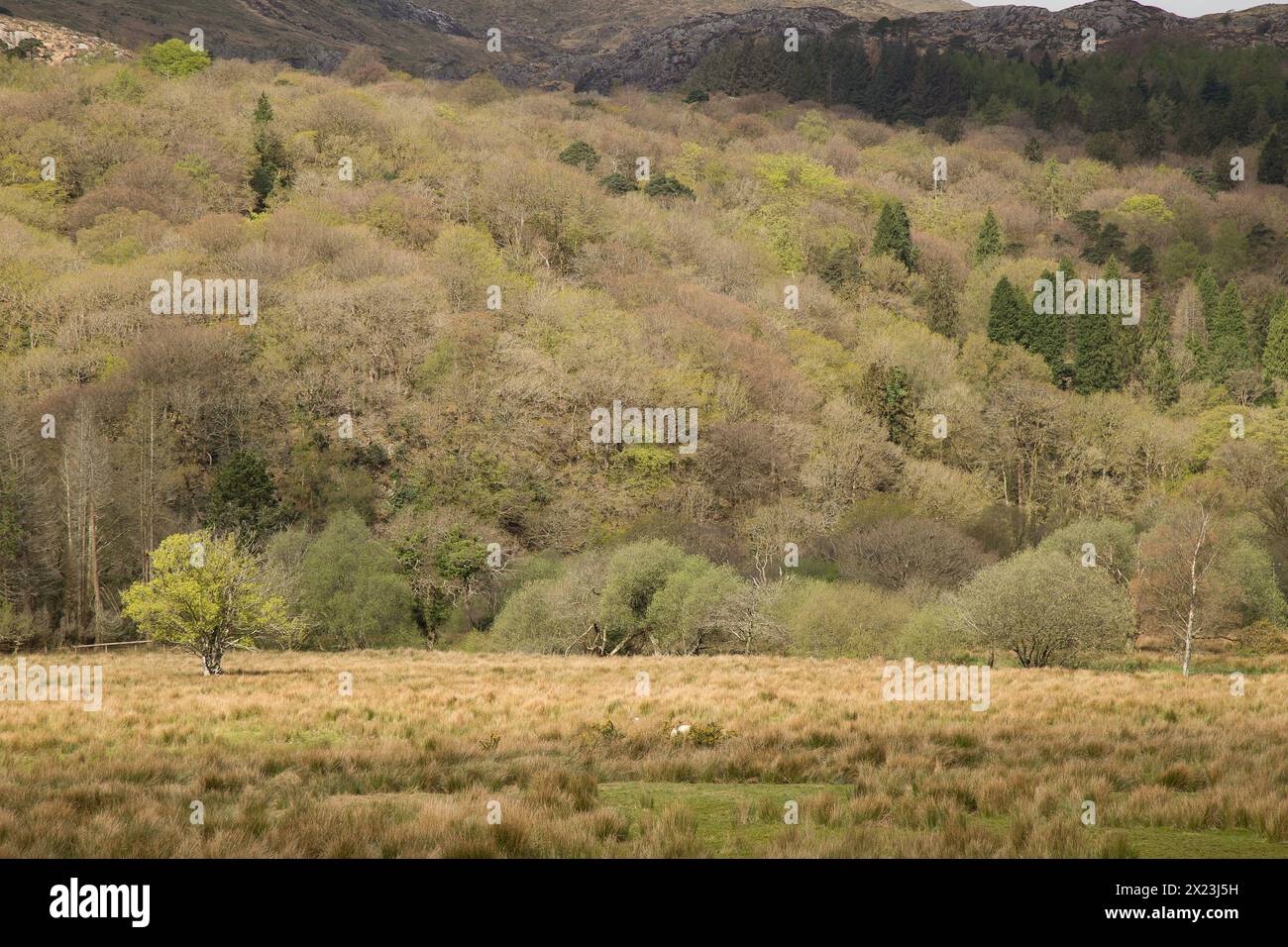Diverse snowdonia hi-res stock photography and images - Alamy