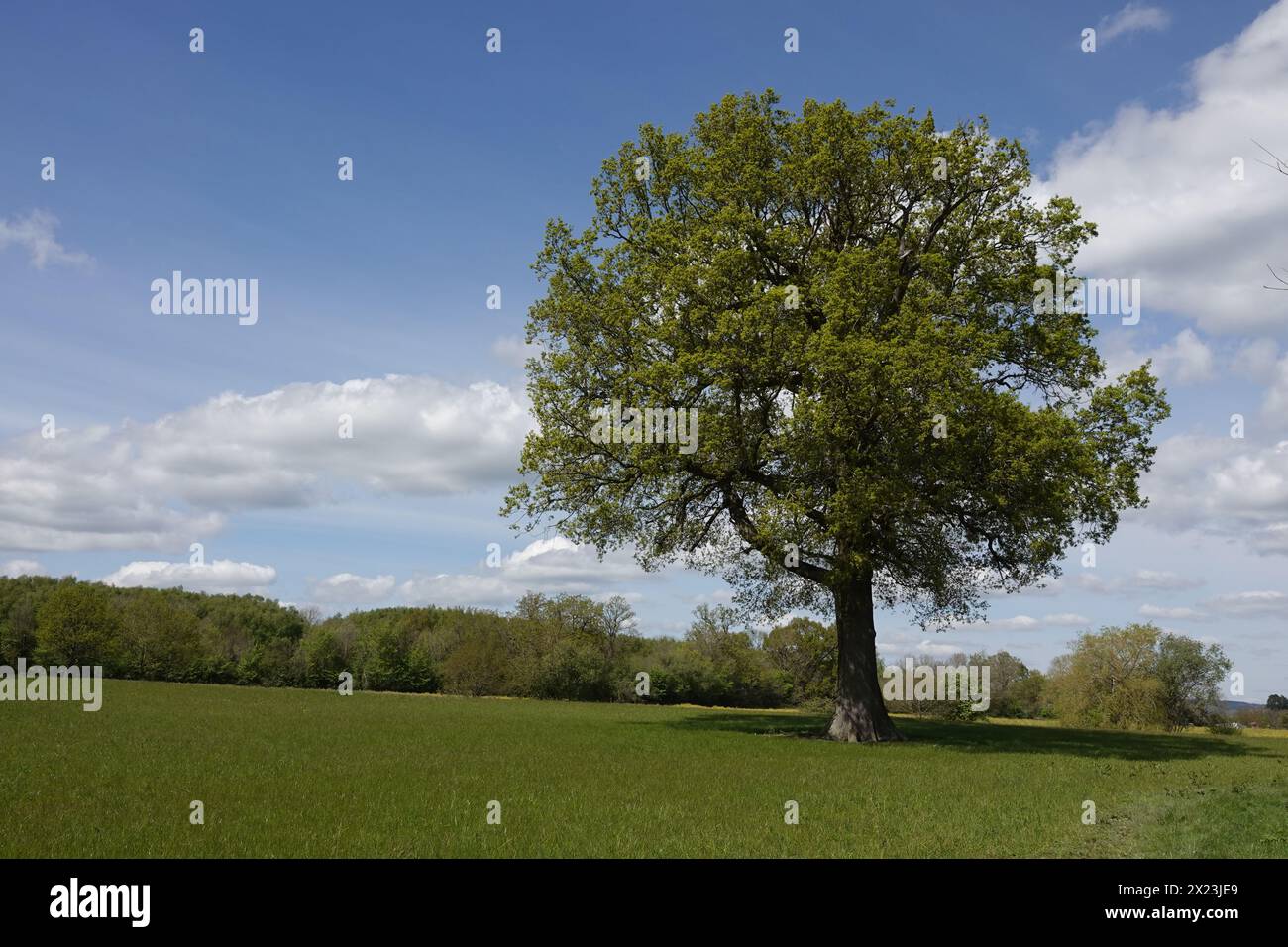 Spring budding oak tree hi-res stock photography and images - Alamy