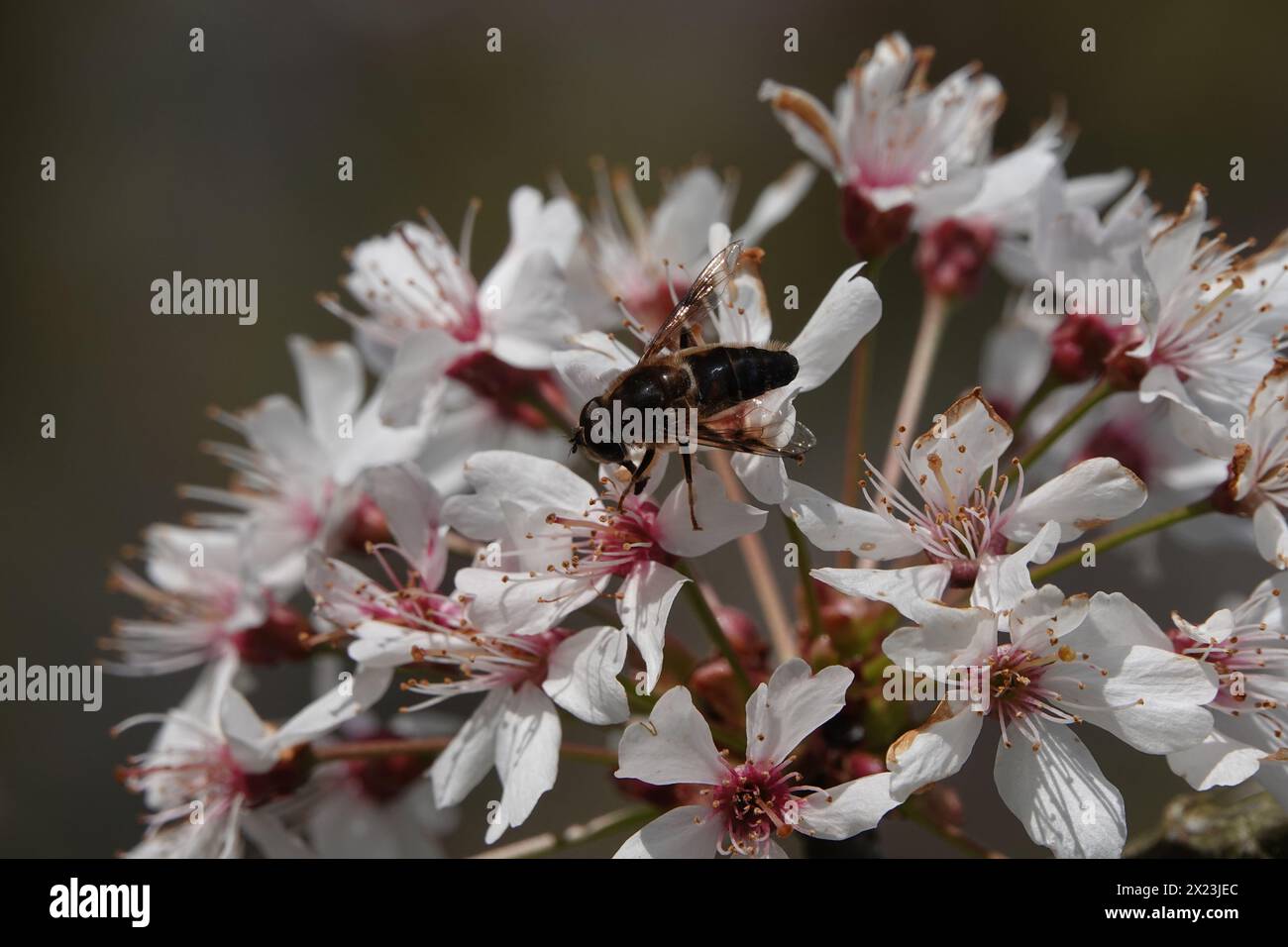 Pollinator fruit blossom hi-res stock photography and images - Alamy