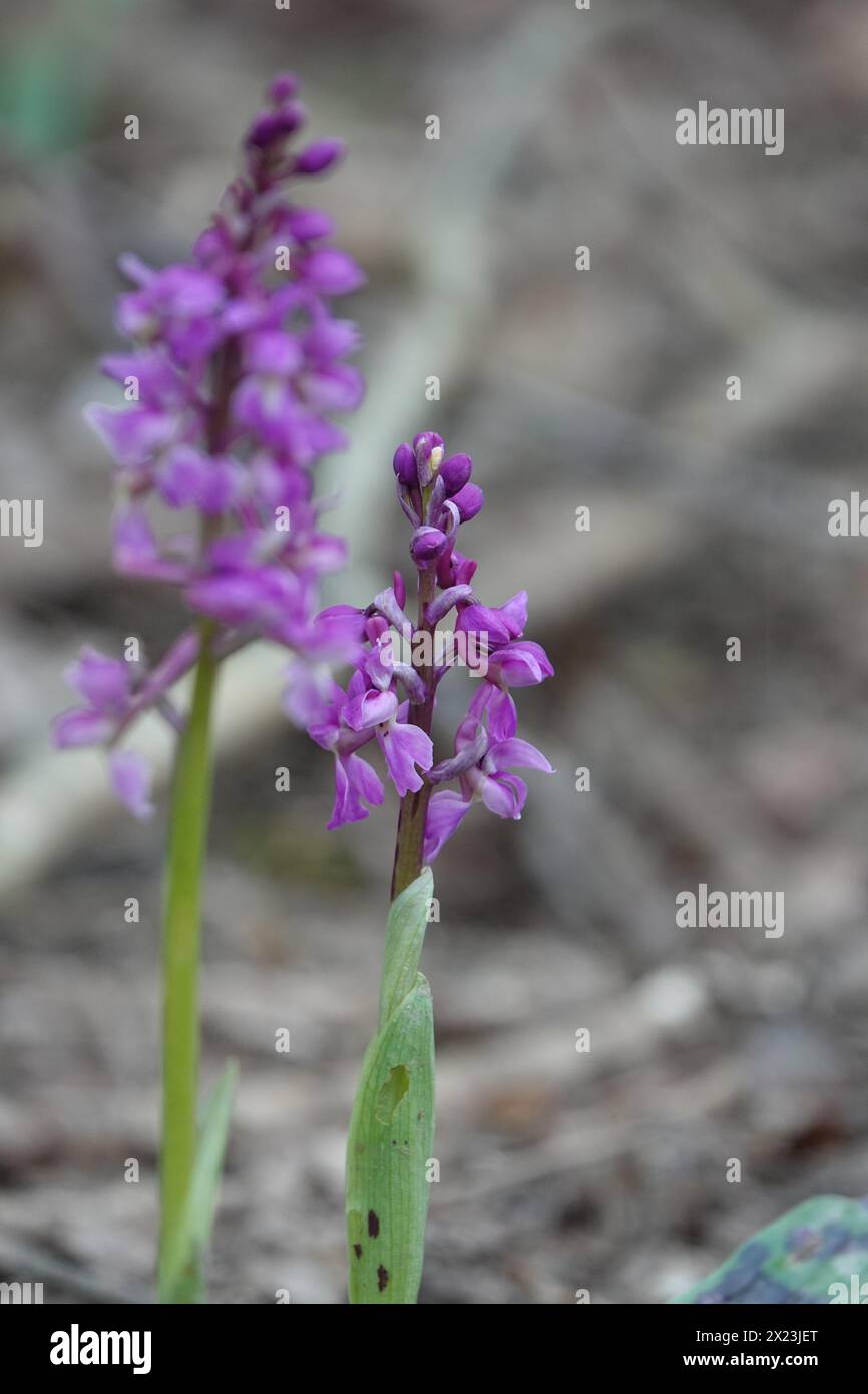 Spring UK, Early Purple Orchids Stock Photo - Alamy