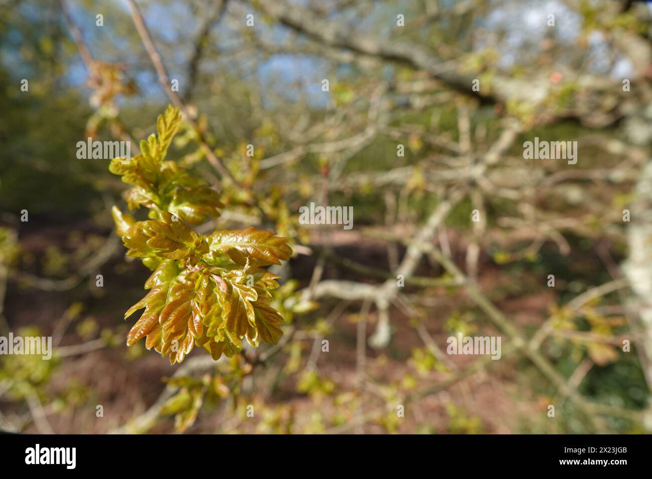 Spring budding oak tree hi-res stock photography and images - Alamy