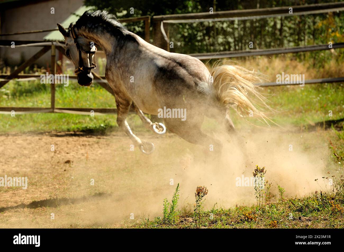 environment, equine, farm, farming, farmland, feed, field, fresh, grass ...