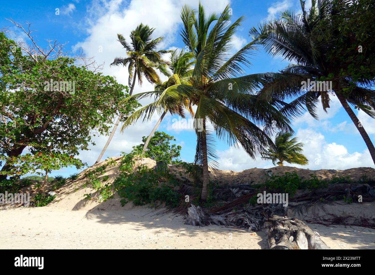 Coconut palms, cocos nucifera, swaying in the wind on a sandy beach on ...