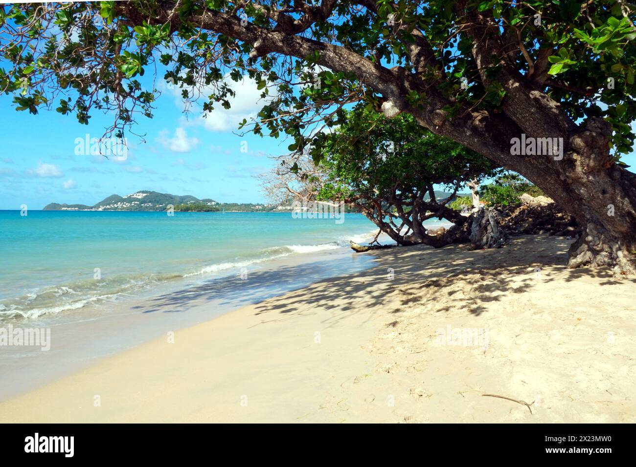 Sandy beach with fine sand and azure blue sea visible under a branch of ...