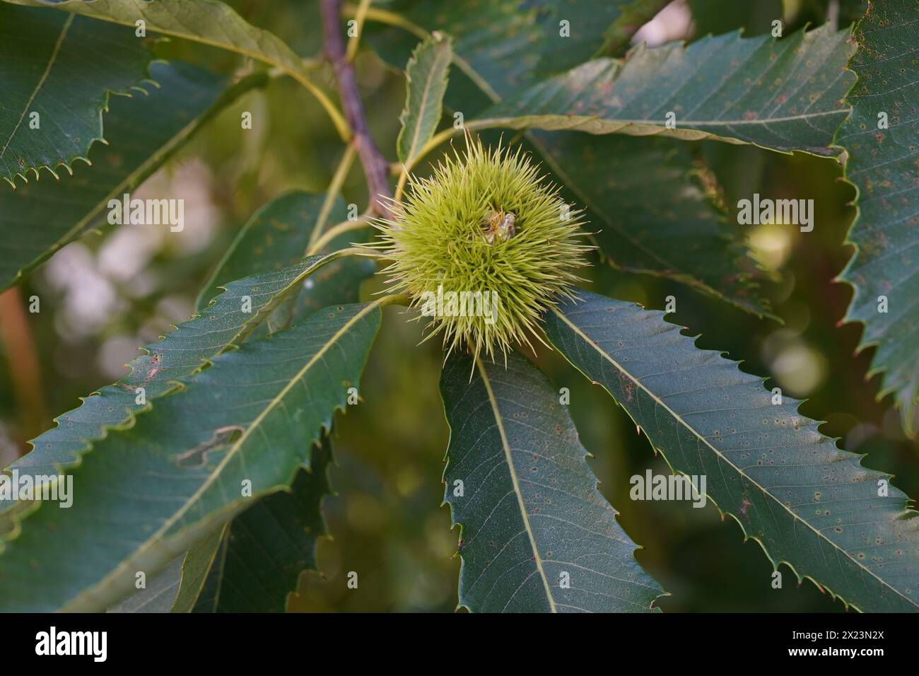 Latin name for chestnut is Castanea sativa Stock Photo - Alamy