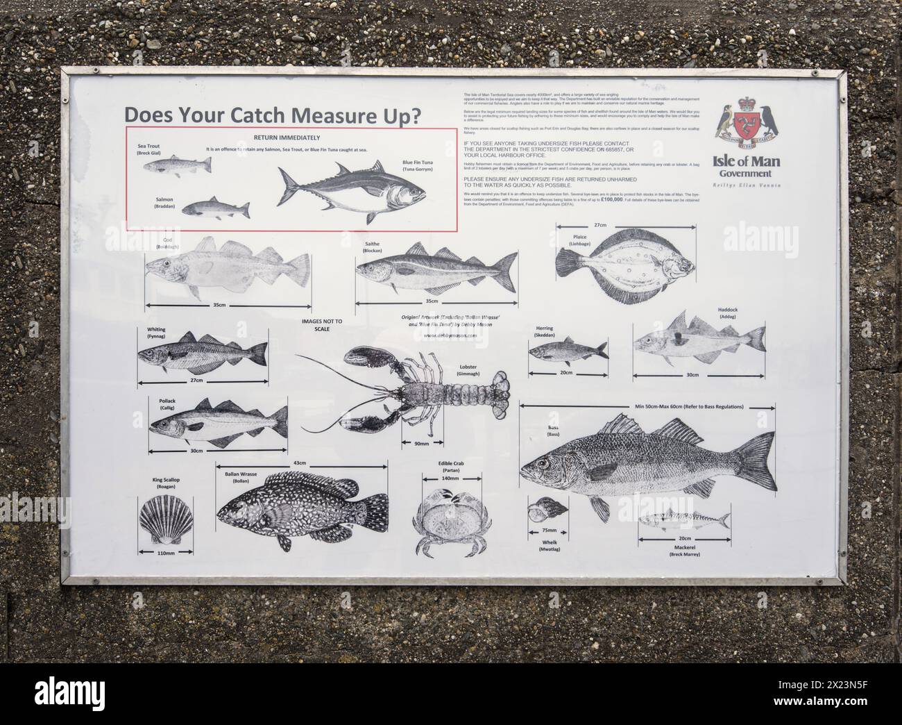 Does your catch measure up? Size guide for fishermen Stock Photo - Alamy